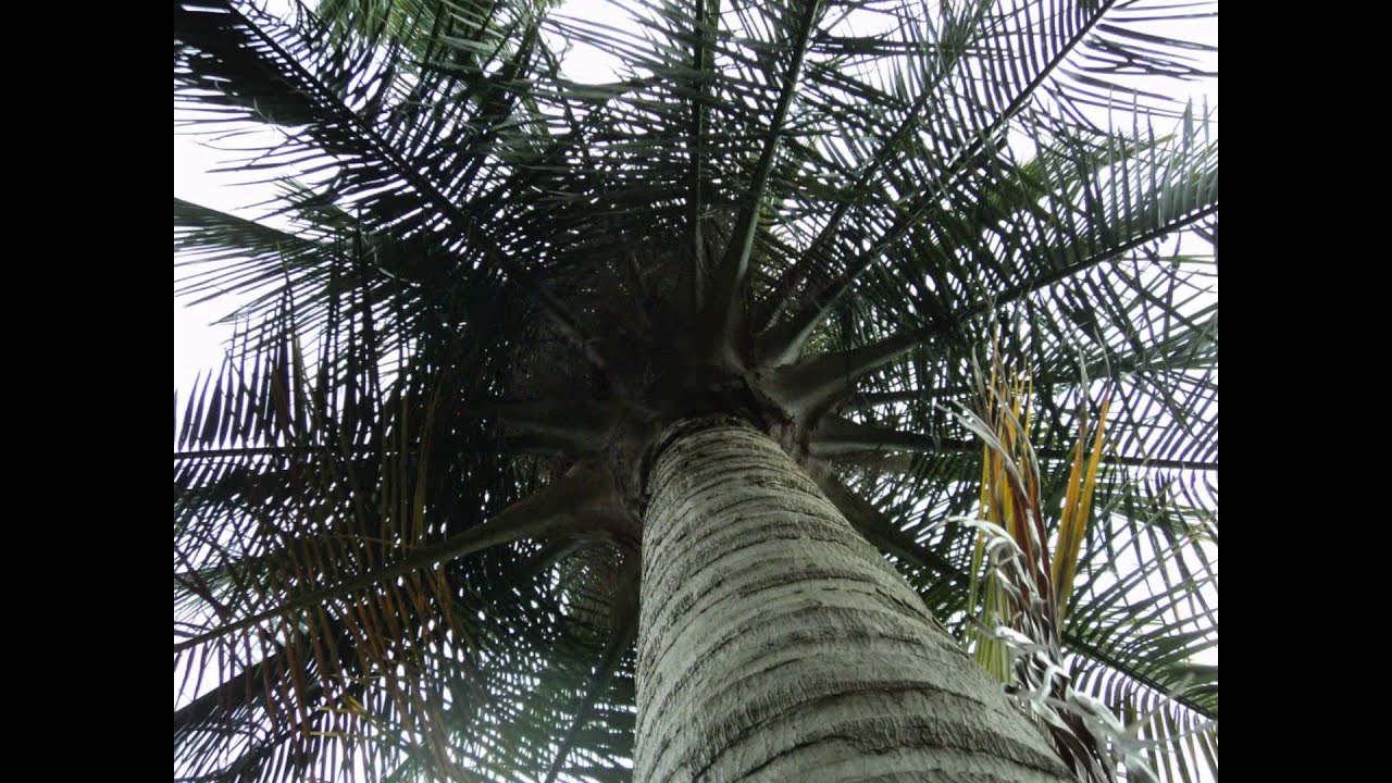 Plant ID: Majestic Palm (Ravenea rivularis) - YouTube