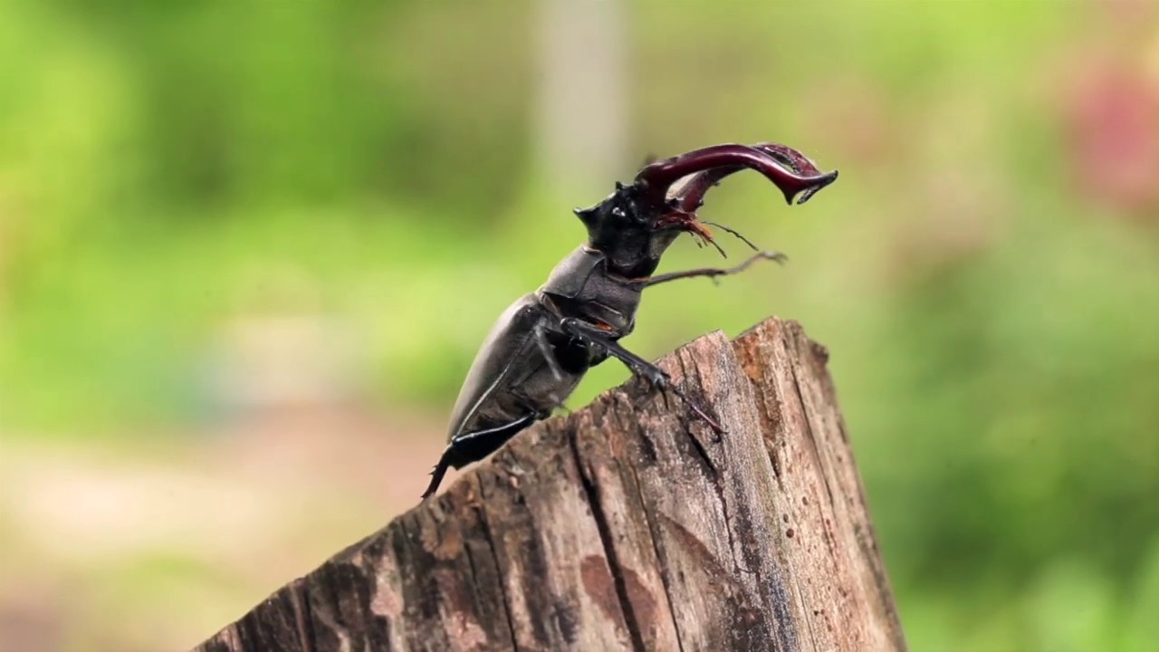 How To Build a Log Pyramid For Stag Beetles - YouTube