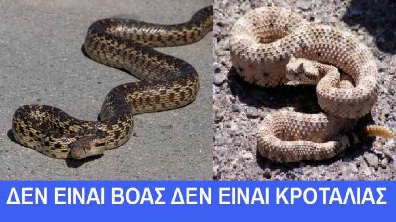 ΠΟΙΟΣ ΕΙΝΑΙ ΤΕΛΙΚΑ Ο ΕΥΑΓΓΕΛΟΣ ΜΠΕΞΗΣ; ΟΛΗ ΑΛΗΘΕΙΑ!!! - YouTube