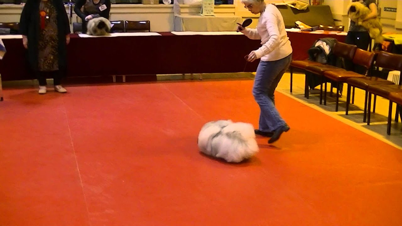 Imperial Peke Open Show 2016, Minor puppy Dog, StSanja Barryo - YouTube