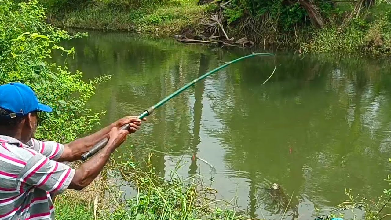 Amazing Hook Fishing Techniques 🎣🎣 Tilapia Fishing in Canal 🐟🐟 Double ...