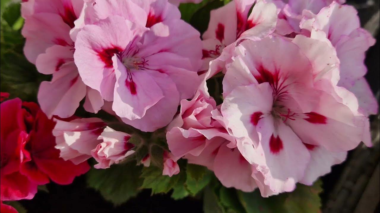 Pelargonia angielska - zimowanie pelargonii w domu -wiosną nie wydaje już majątku na nowe ...