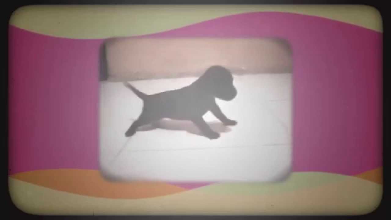 Perro bailando salsa, perro bailando Ras tas tas, perrro bailando ...