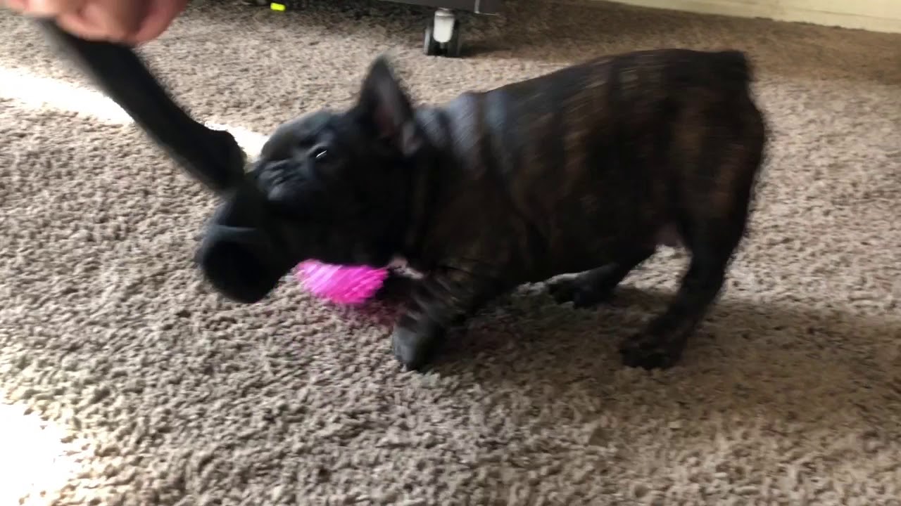 2 Month Old Frenchies - YouTube