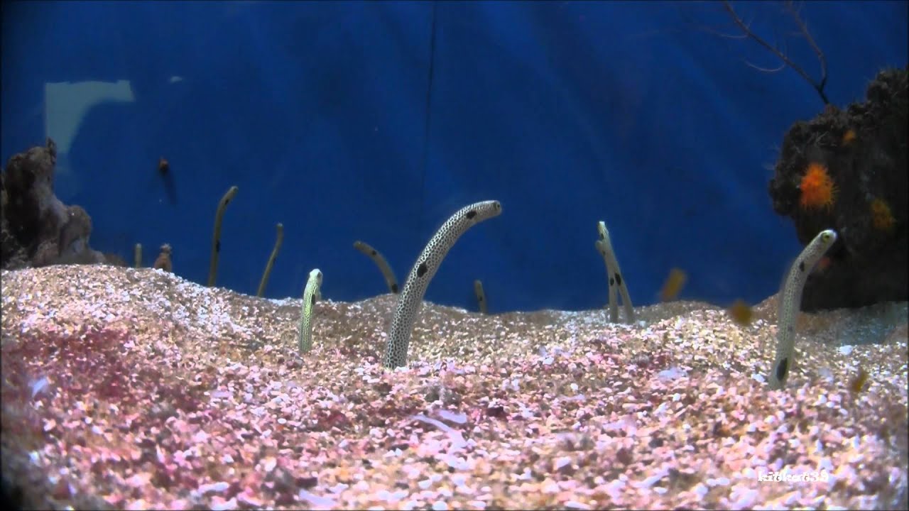 Garden Eels ( Taenioconger hassi ) - YouTube