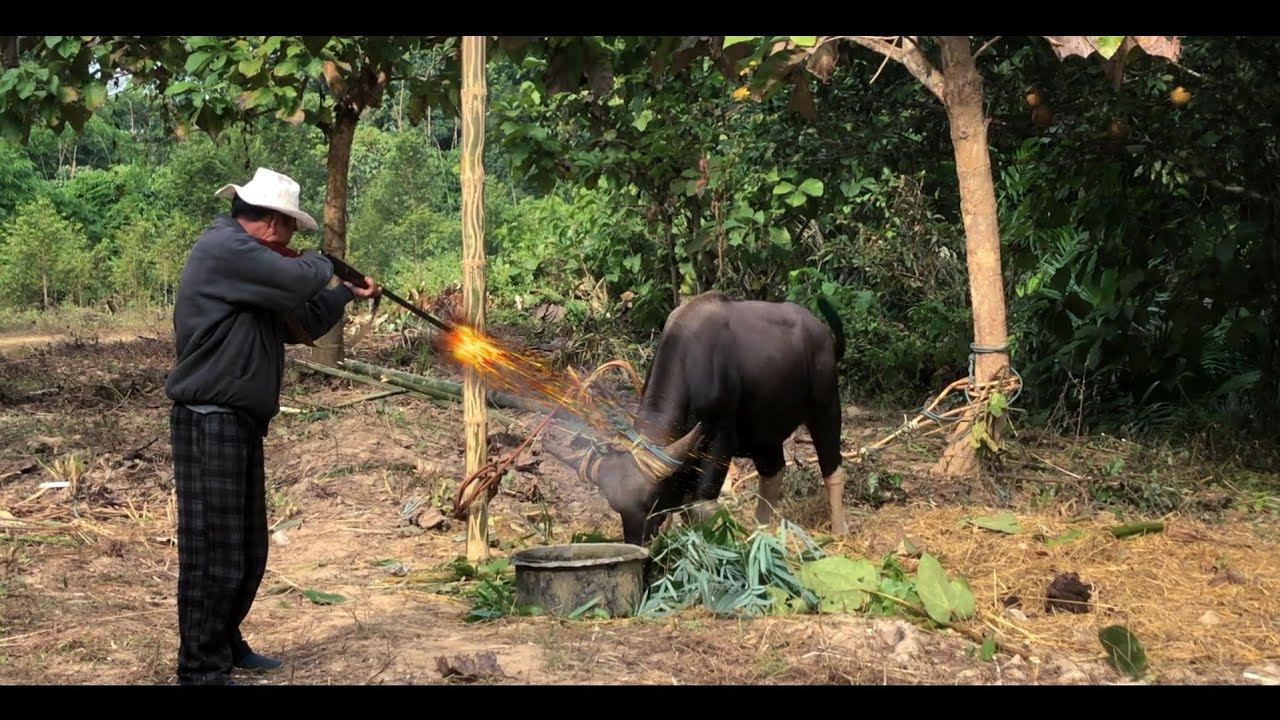 Traditional Mithun butcher - YouTube