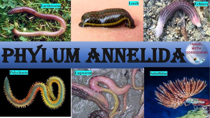 Phylum Annelida Features, Classification, Examples And FAQs, 43% OFF Phylum Annelida Features, Classification, Examples And FAQs, 43% OFF