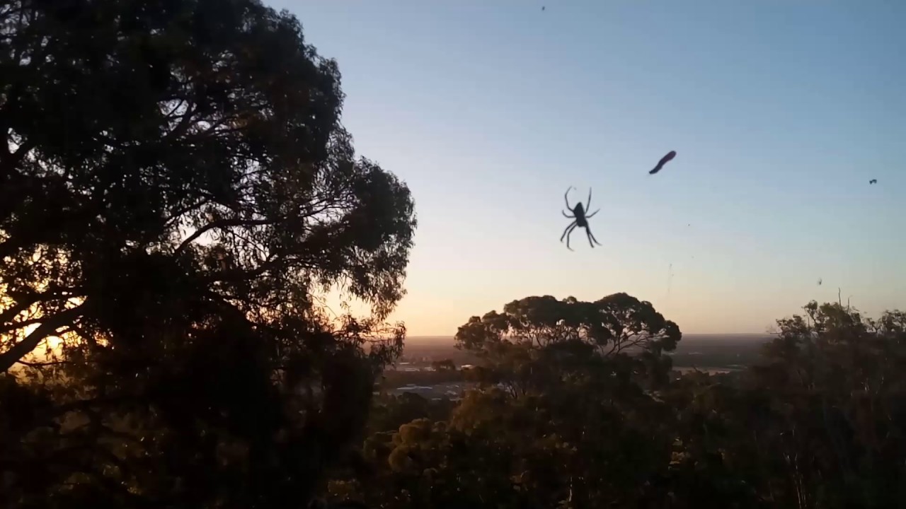 Spiders love bacon - YouTube