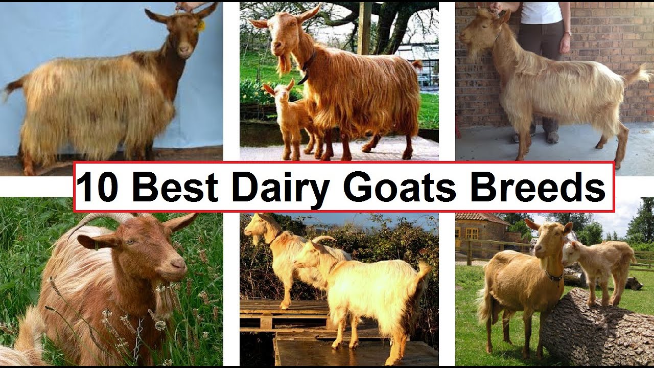 Top 10 Best Goats For Milk Production | Top 10 Best Goats Breeds | Best ...
