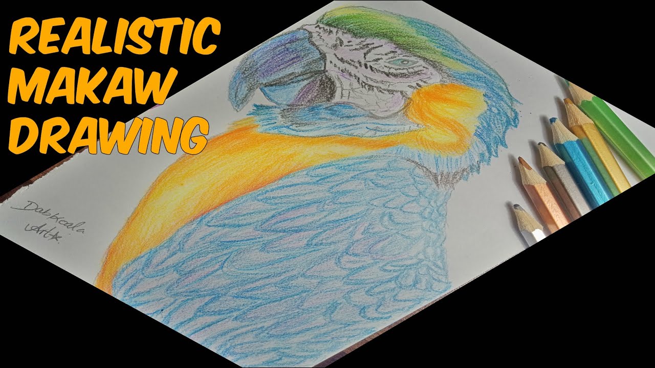 Drawing Realistic Makaw Parrot - YouTube