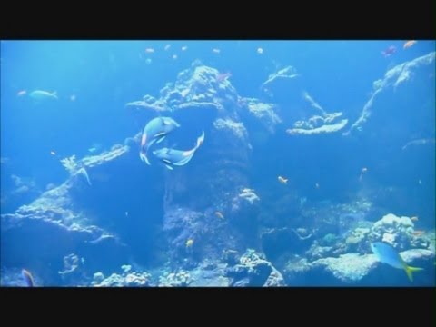 Rare Amazing Tropical Fish Mating Ritual - YouTube