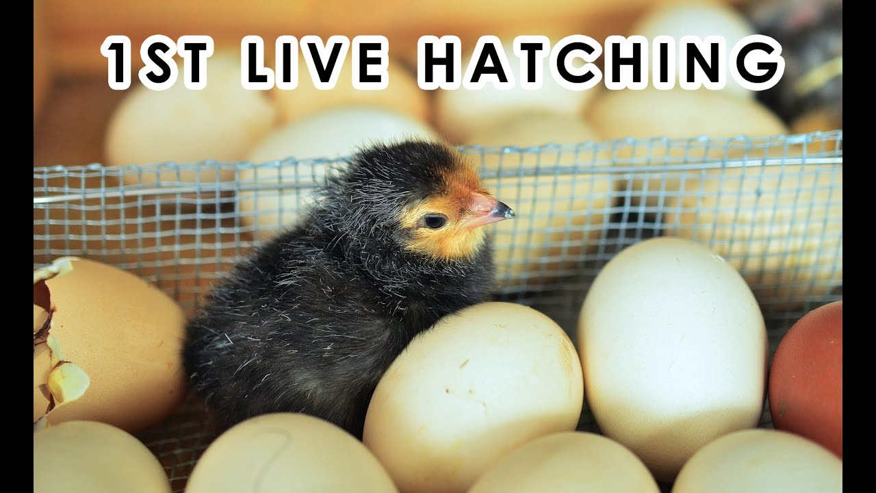 Live Hatching Of 120 Baby Chicks || My Handmade Incubator Hatching ...
