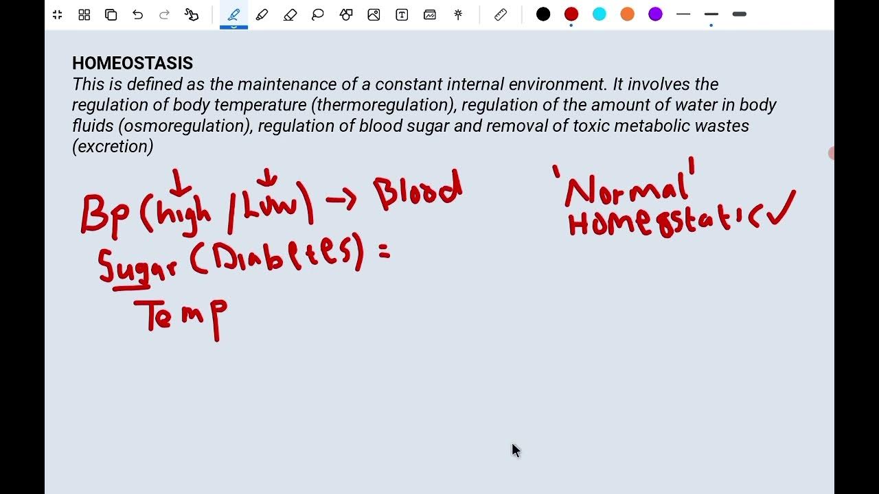 O Level Biology | Homeostasis | Thermoregulation - YouTube