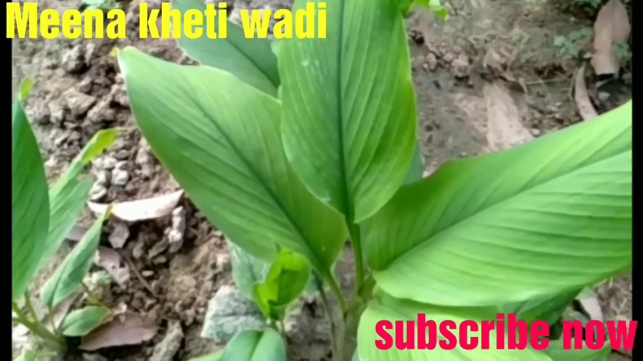 Haldi ki kheti kase Kare हल्दी की खेती कैसे करे और ज्यादा मुनाफा कैसे ...