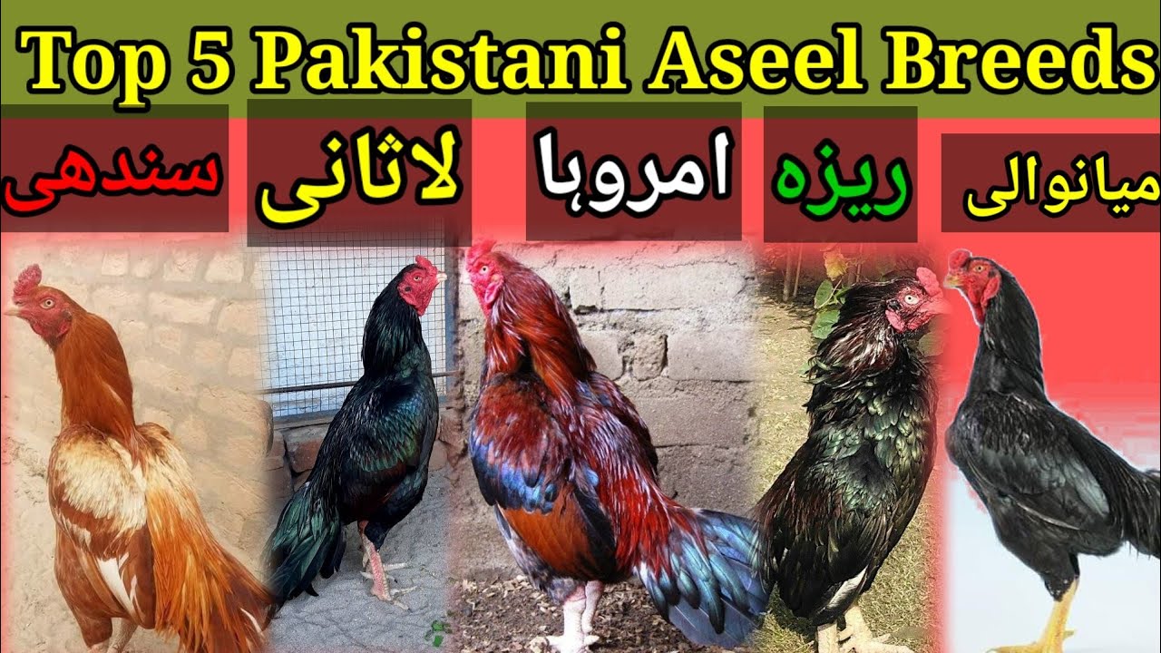 Top and best 5 pakistani Aseel || top breeds of aseel, Mianwali aseel ...