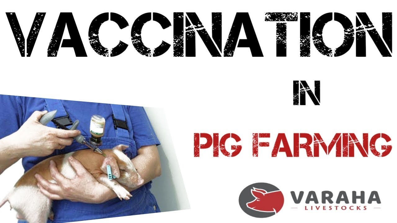 How to start pig farming || vaccination for pigs || - YouTube