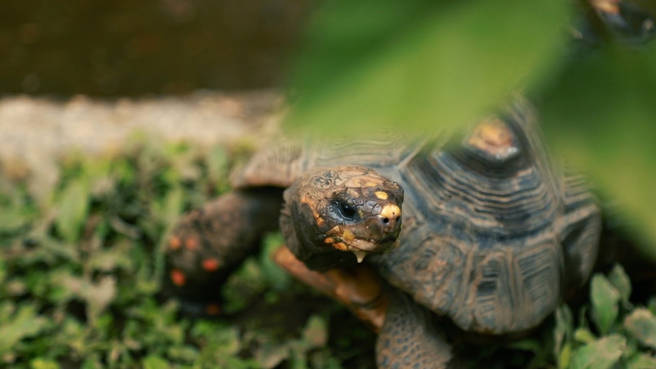 23 de mayo CARDER celebra el Día Mundial de las Tortugas - YouTube