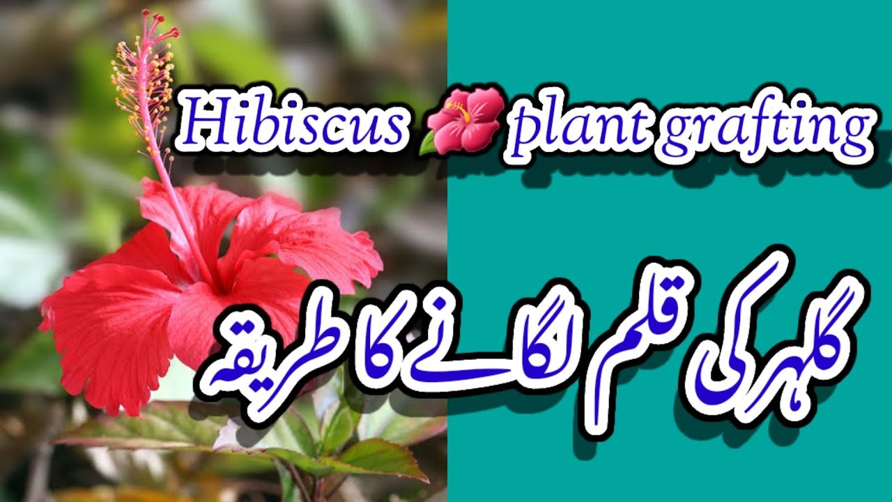 hibiscus rosasinensis gulhar plant grafting/ Kalam lagana - YouTube