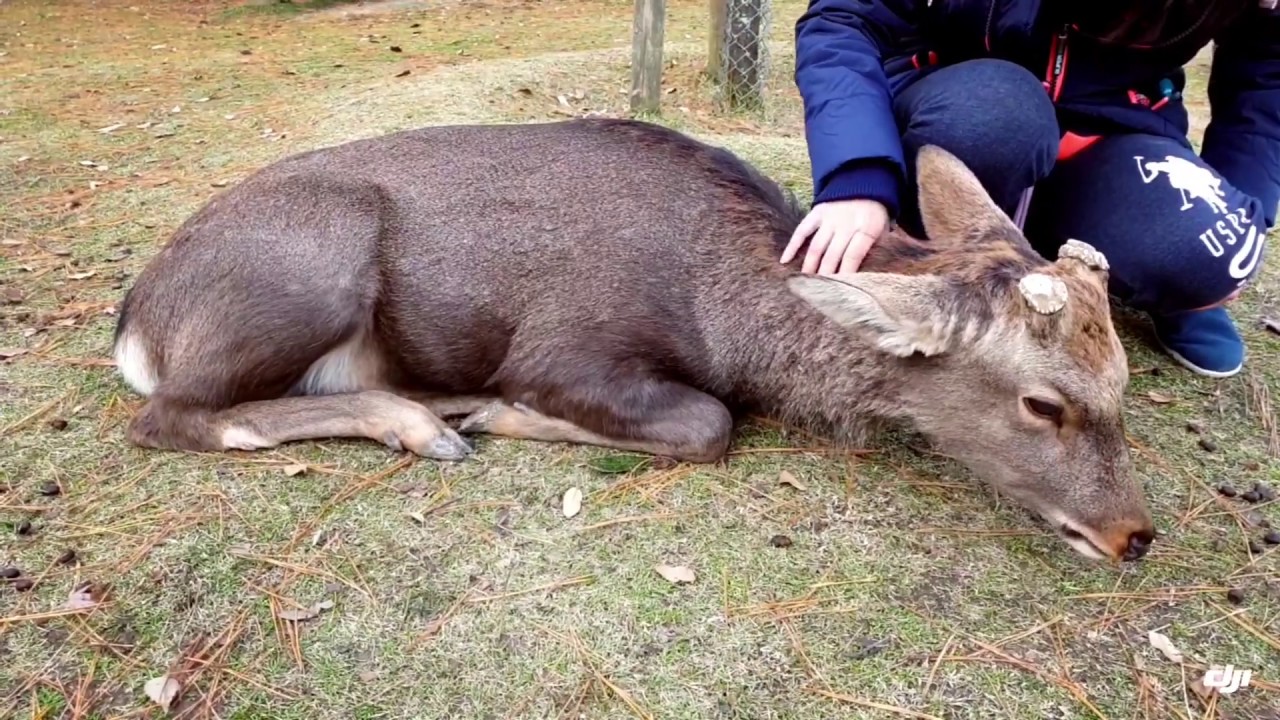 Deerelaxation (Deer Massages) - Nara Park, Japan - YouTube
