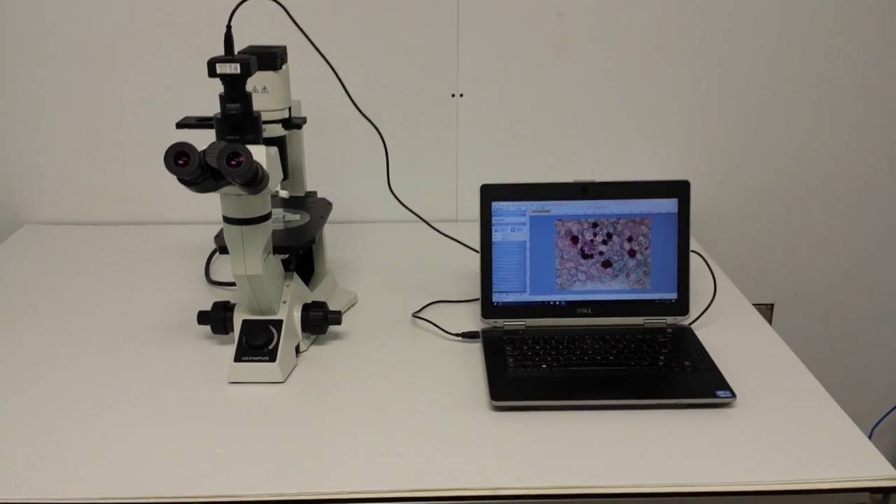 Olympus CKX41SF Trinocular Inverted Microscope Phase Contrast ...