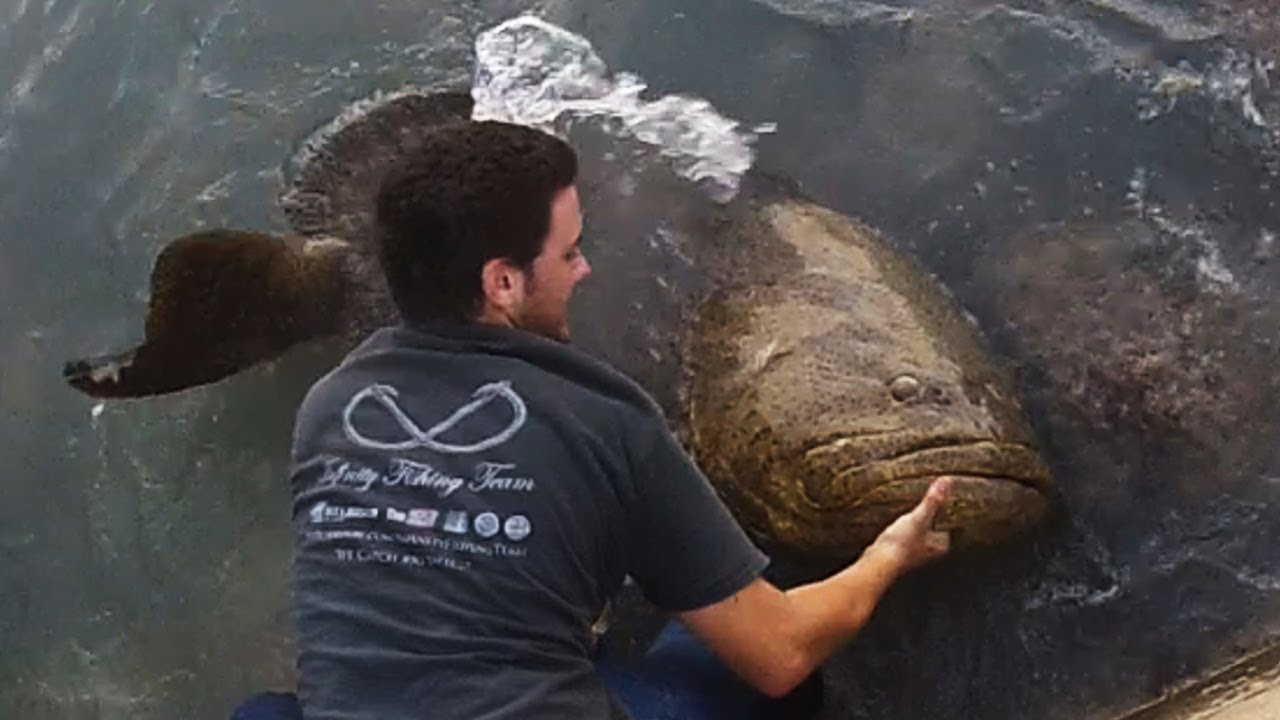 Bridge Fishing For Giant Goliath Grouper! - YouTube