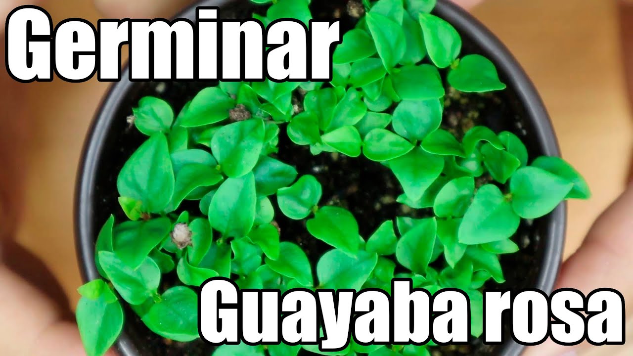 Como germinar semillas de guayaba rosa || México Verde - YouTube