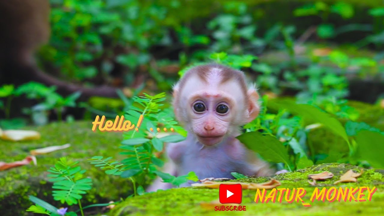 Learning and Development in Baby Monkeys - YouTube