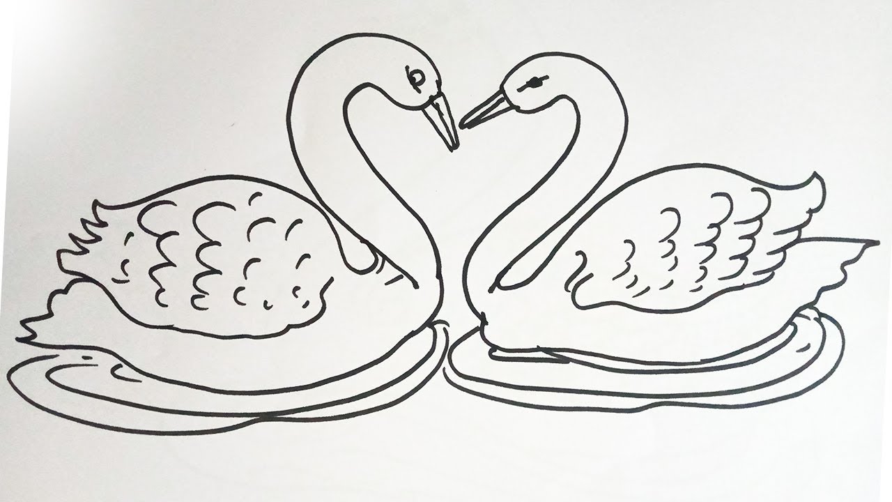 How to draw a two Swan step by step | Swan Drawing video - YouTube