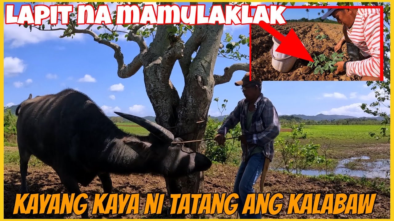 NAKIPAGBUNUAN SI TATANG SA KALABAW, literal na kalabaw lang tumatanda ...