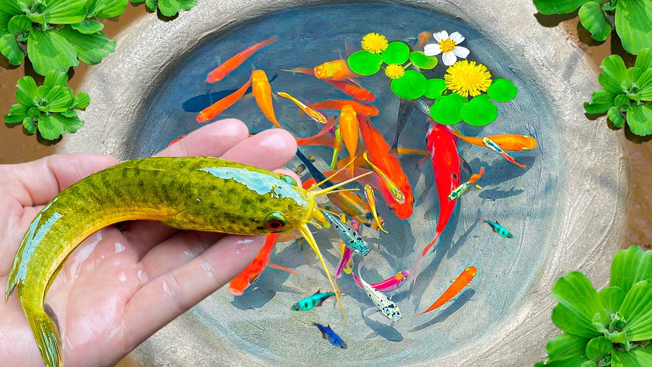 Best of Catch Strange fish, PingPong Pearlscale Goldfish, Tiny shrimp ...