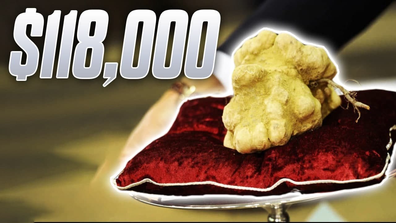 learn about the world's most expensive white truffle - worth $118,000 ...