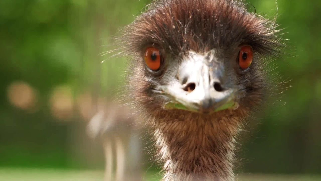 Danmarks Fugle Zoo - YouTube