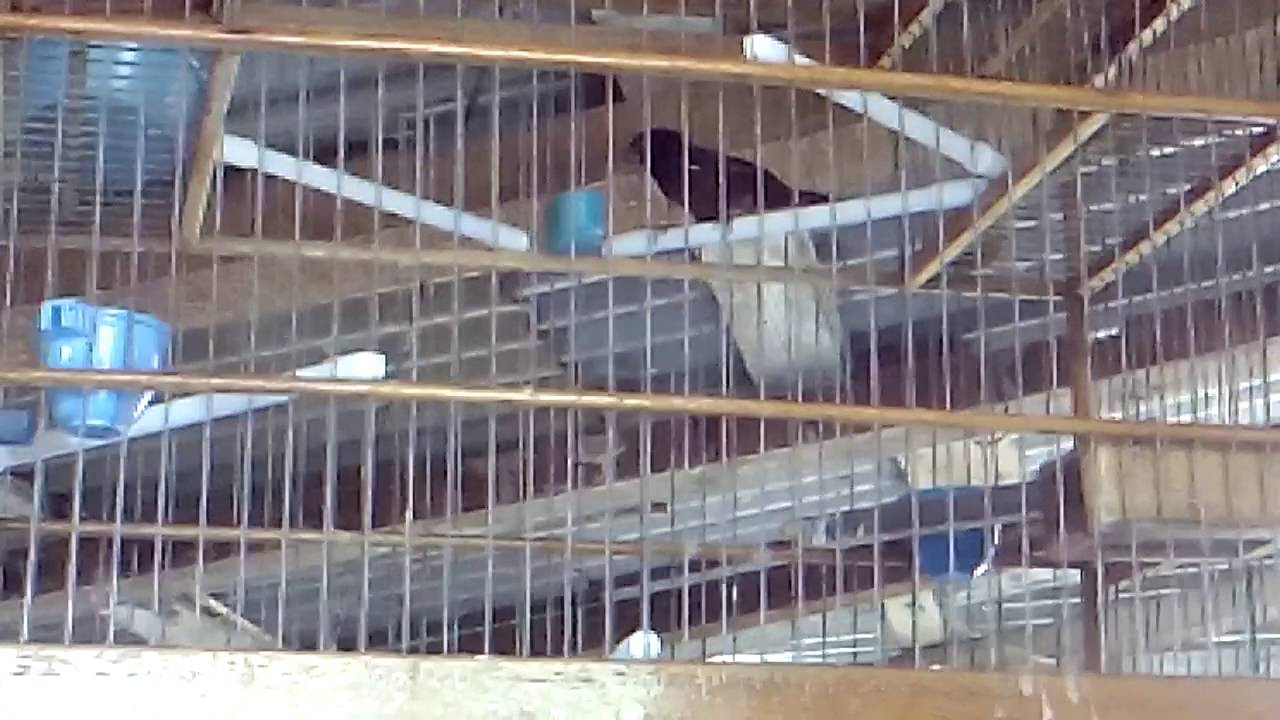 Trini Bullfinch Must see!!! - YouTube