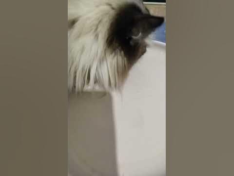 Мойте посуду за собой вот так! #мем #котики #котэ - YouTube