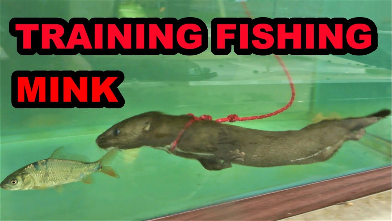 Fishing Mink Next Steps - YouTube