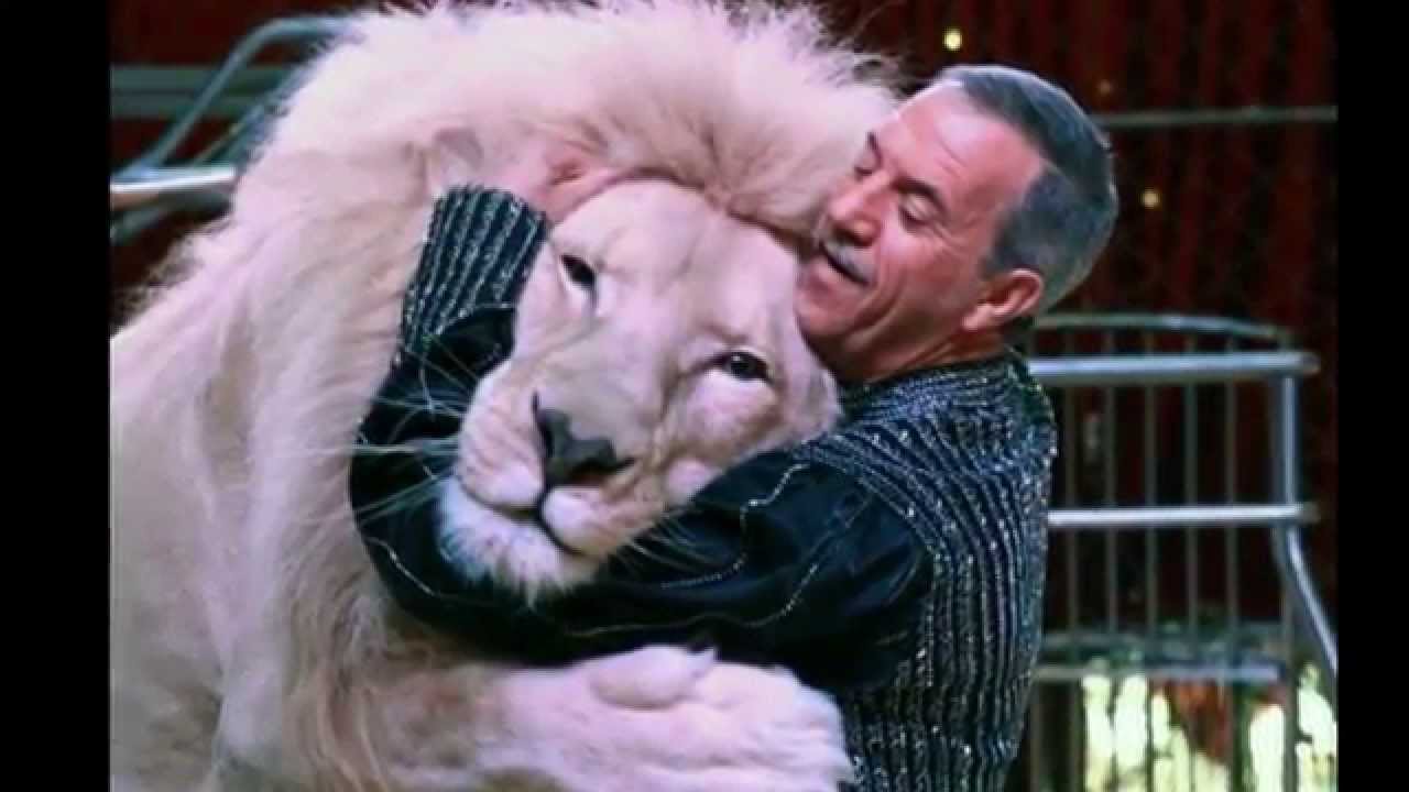 Animais do Circo Victor Hugo Cardinali: A Verdade - Leões - YouTube