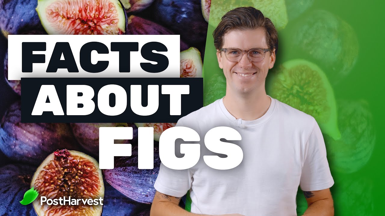 Friday Fun Fig Facts - Ourfigs.com