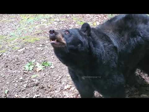 Cautious Bear Vs Electric Fence At Squam Lakes NH