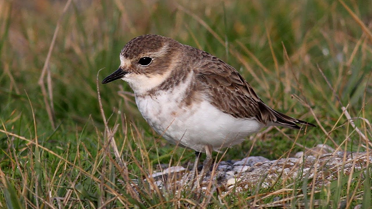 Double-banded Plover (Charadrius bicinctus) - YouTube