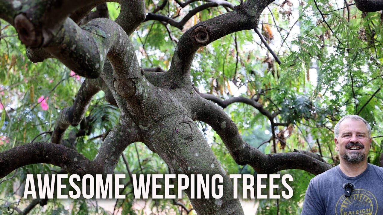 10 Weeping Trees That Will Transform Your Garden - YouTube