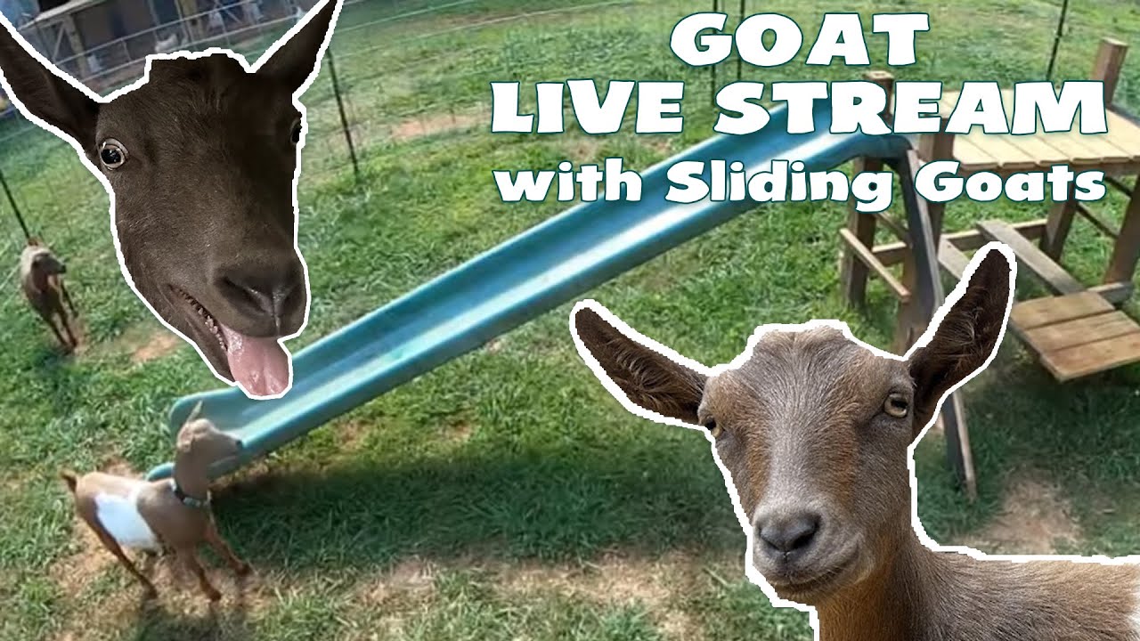 The Happy Goats Live Stream - Episode 7 | GOAT SLIDE! 🐐🐐🐐 Goat Live ...