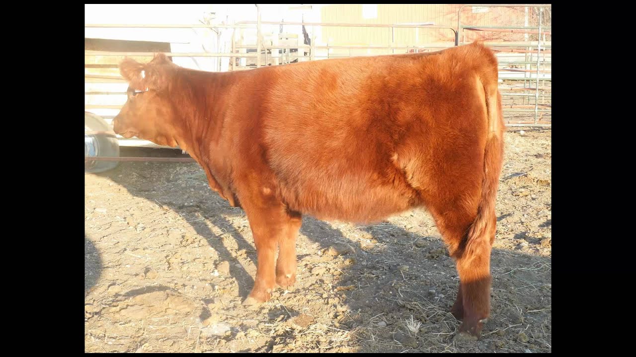 Denver National Sale - Red Lowline Angus for sale - YouTube