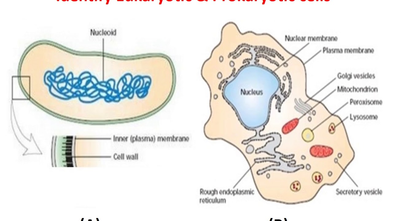 PMS-104 Cytology: Plasma membrane - YouTube