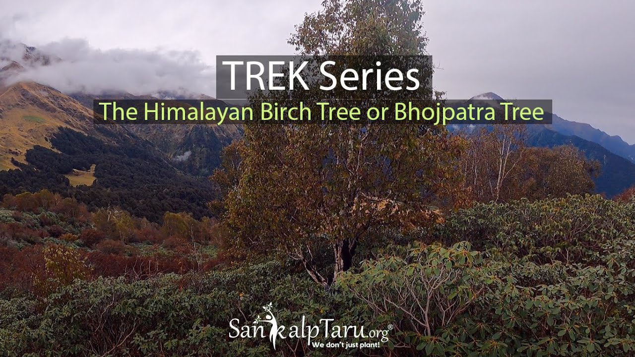 TREK Series- The Himalayan Birch Tree or Bhojpatra Tree - YouTube