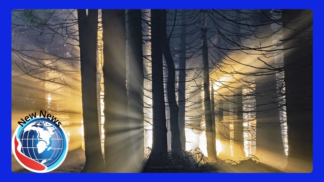 🌳 Ancient Trees Share Secrets with Saplings Unveiling the Forest's ...