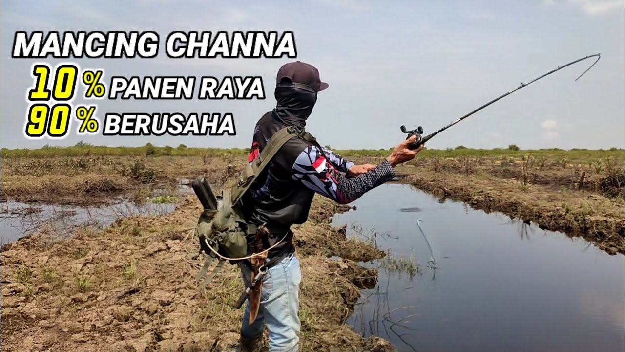 PANEN RAYA MANCING GABUS KANAL PAGI HARI - YouTube