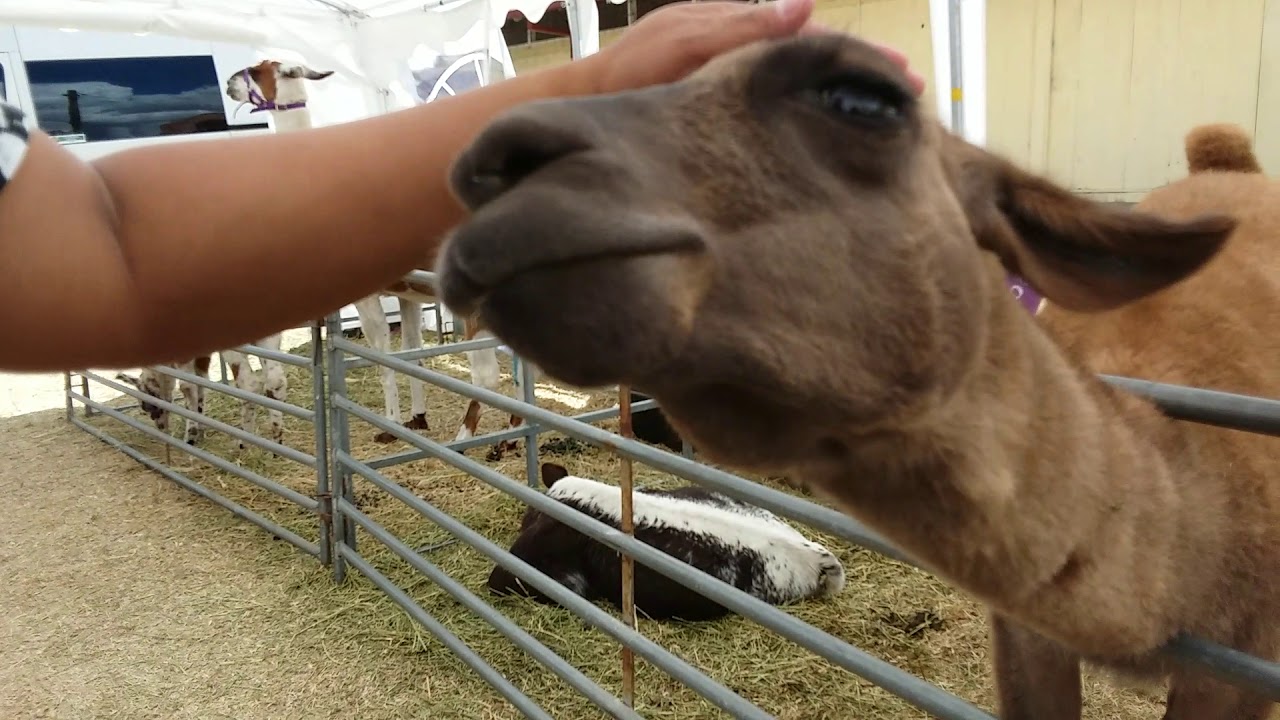 Animals - 2019 Tenterfield Austraila Show - YouTube