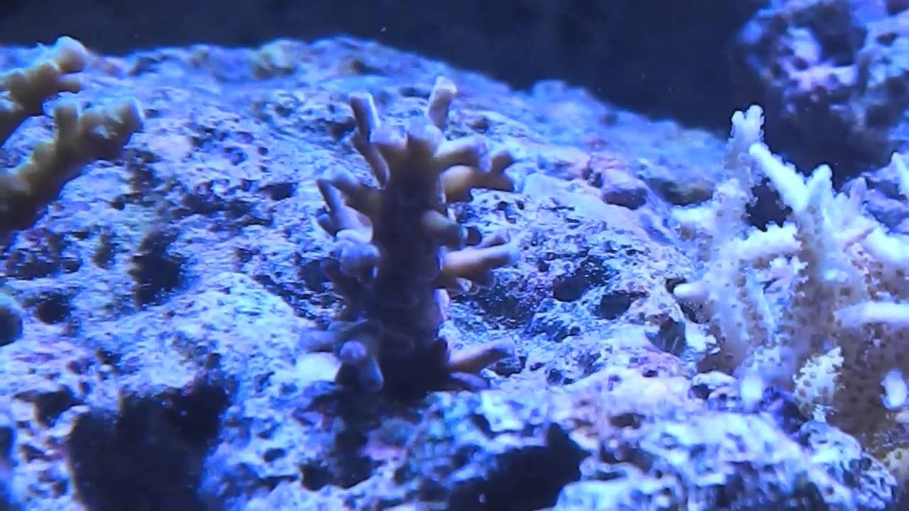 Coral Close-Up - YouTube
