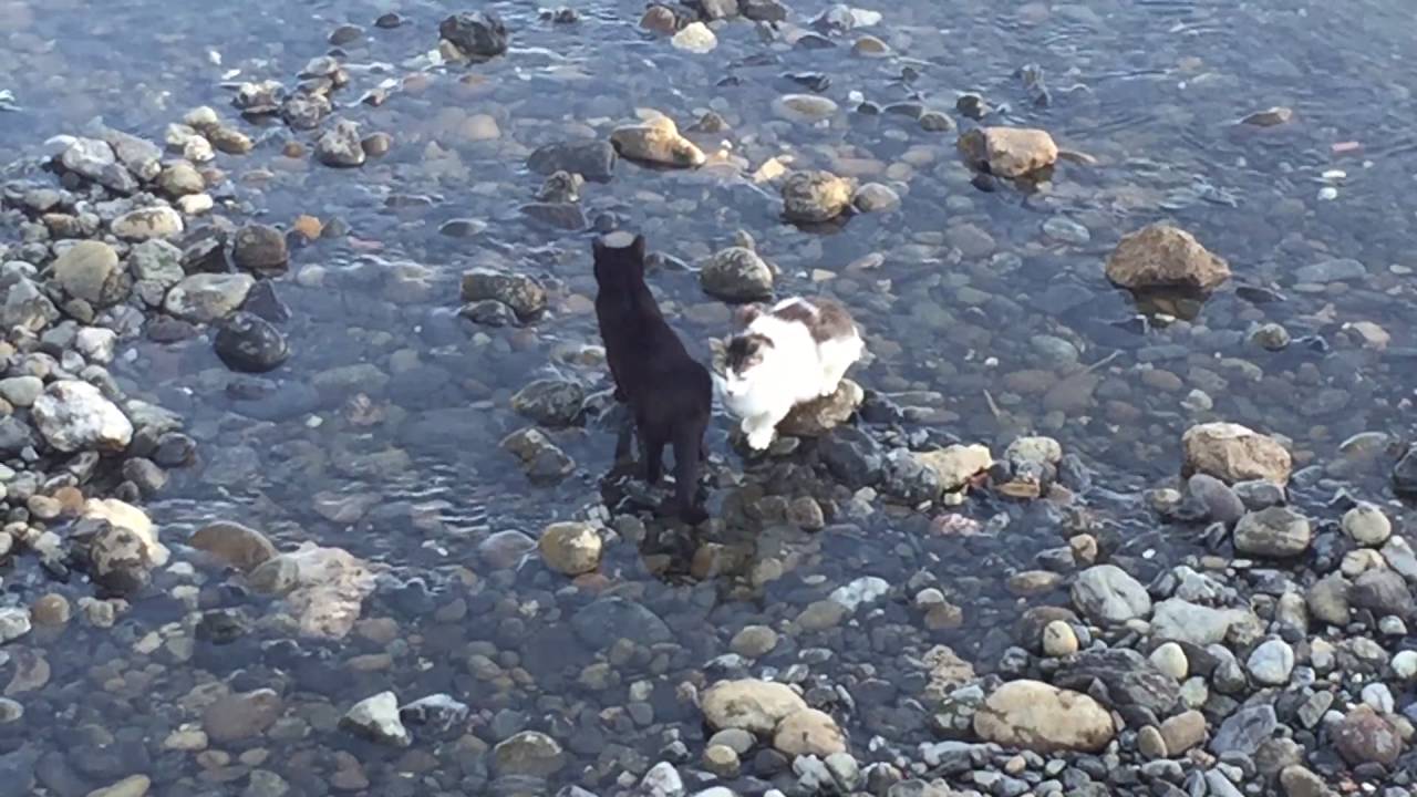 Gatos Pescando - YouTube