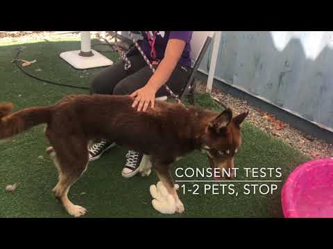Petting Consent Tests movie